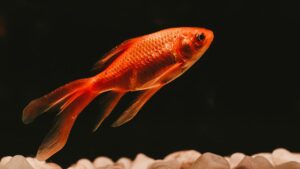 Meet the Real Fish Species of Finding Nemo - Scuba.com