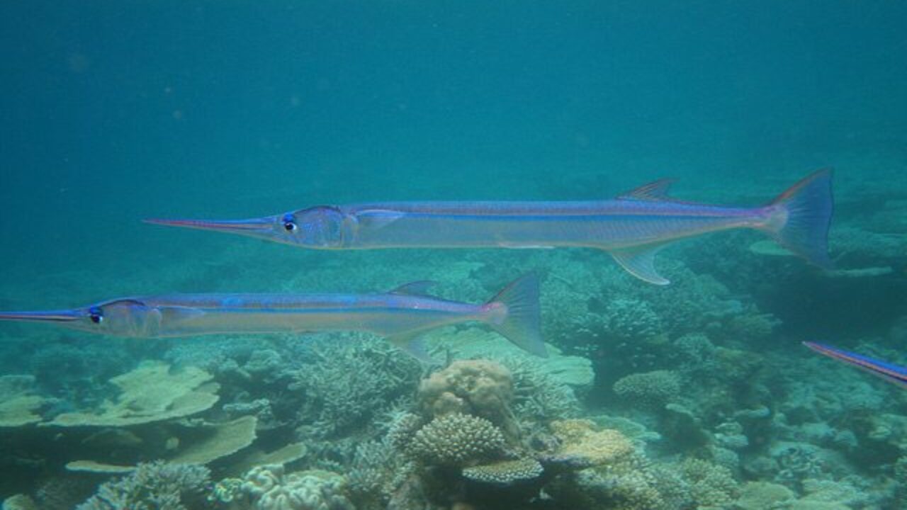 Needlefish Injury