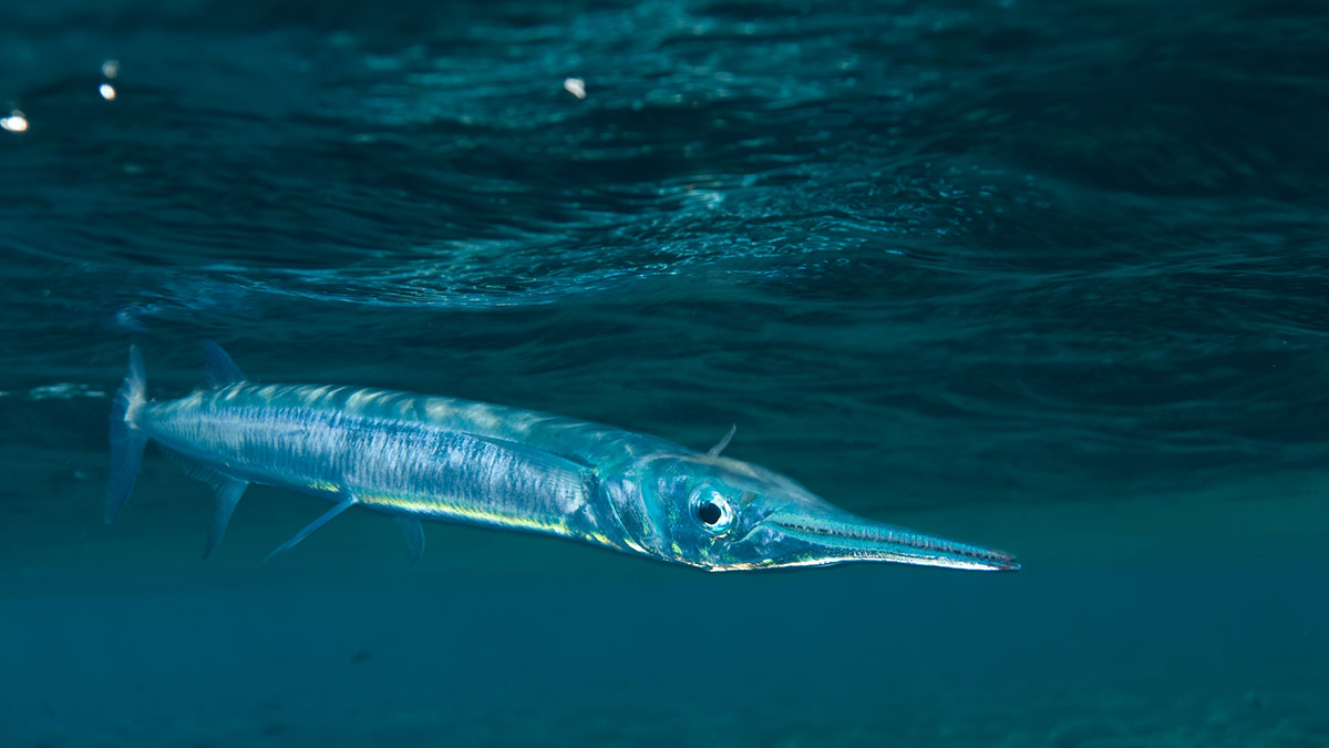 Needlefish: The Strange Fish With a Long, Pointed Nose - Scuba.com