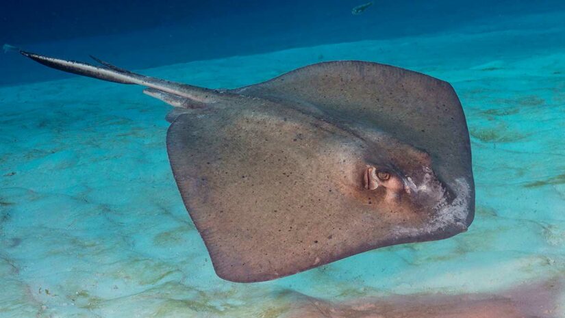 5 Varieties of Stingrays Found in Florida - Scuba.com