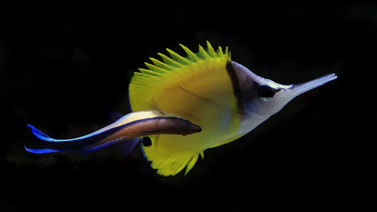 Meet the Real Fish Species of Finding Nemo - Scuba.com