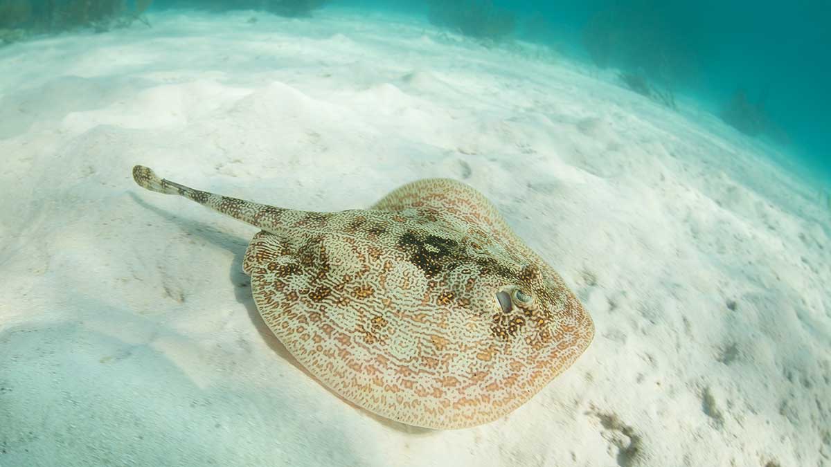 5 Varieties of Stingrays Found in Florida - Scuba.com