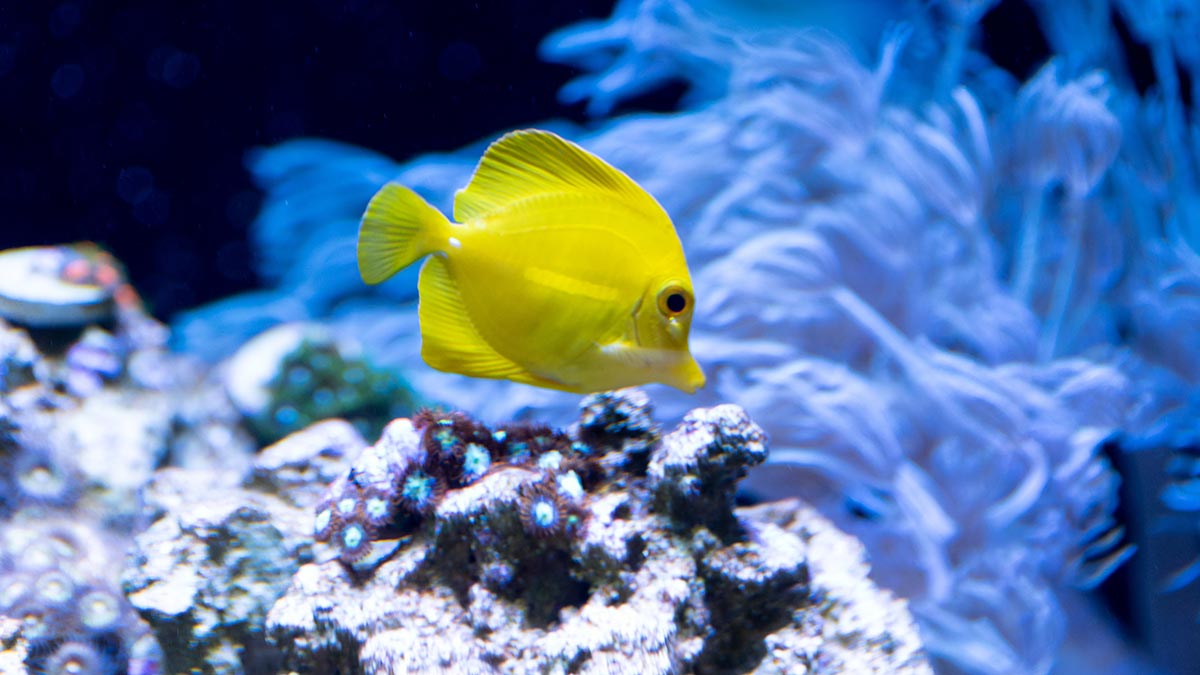 Meet the Real Fish Species of Finding Nemo - Scuba.com