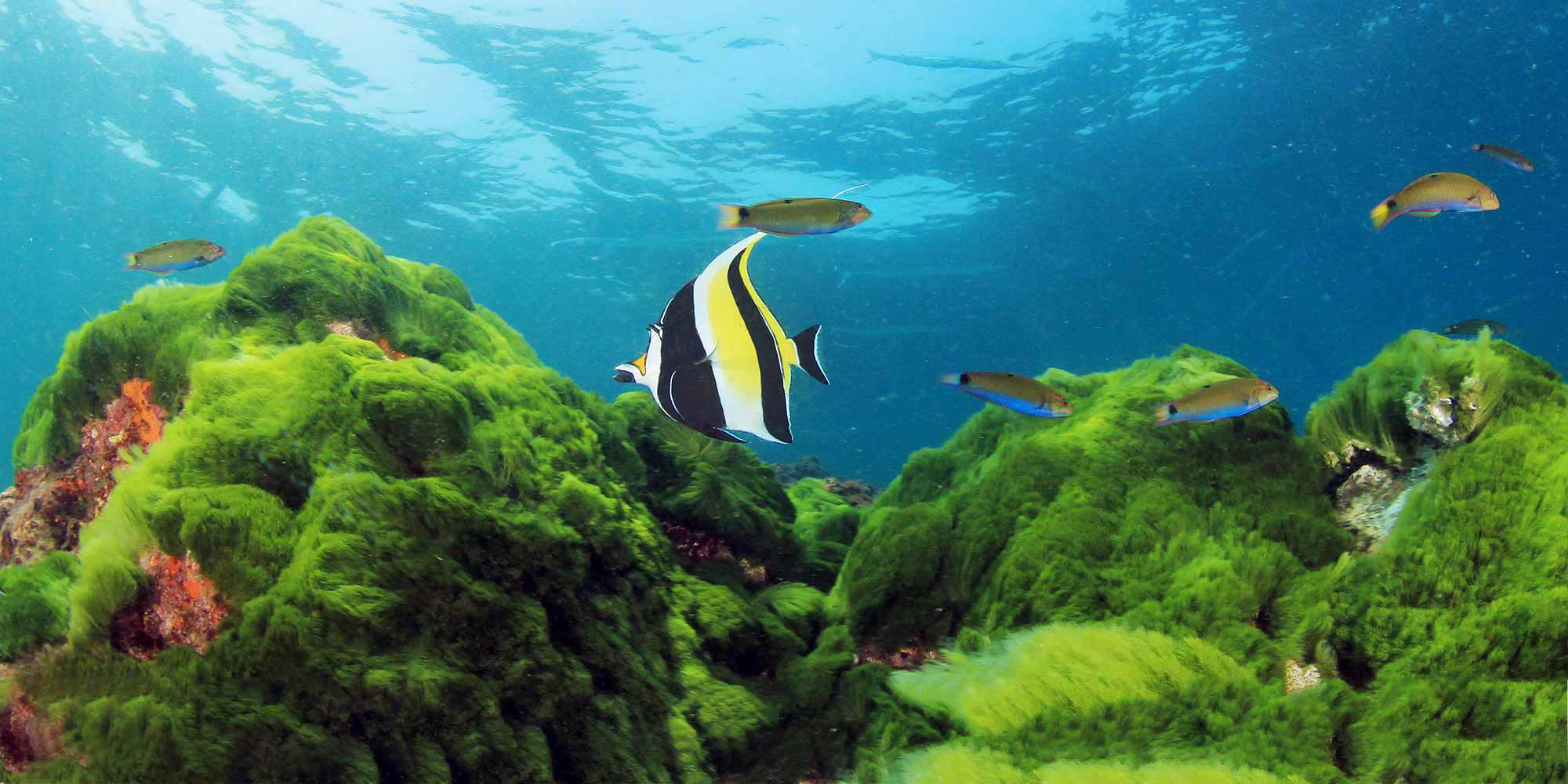 Impacts On Ecosystem And Algal Bloom Cycle