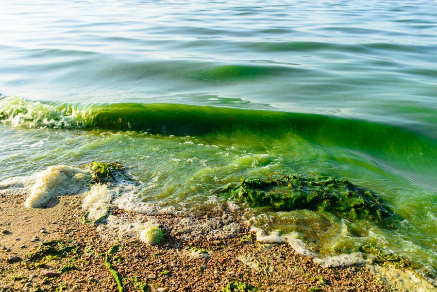 How Algae is Both Good & Bad in Marine Ecosystems - Scuba.com