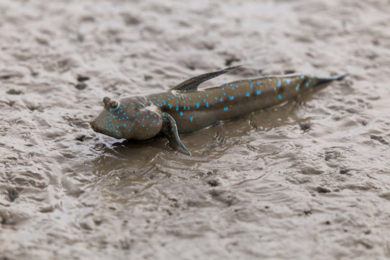 Brackish Water Fish: Creatures That Thrive in the Balance - Scuba.com