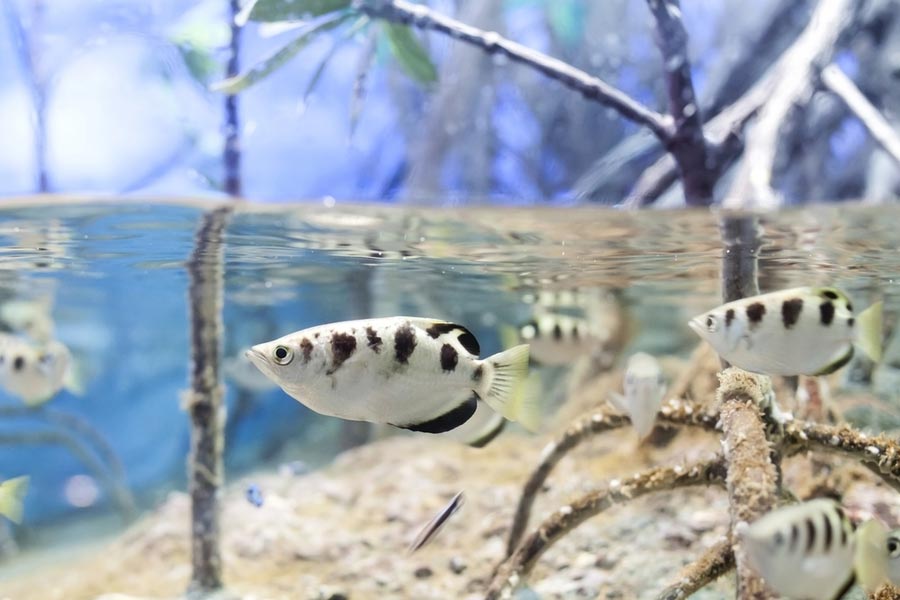 Brackish Water Fish: Creatures That Thrive in the Balance - Scuba.com