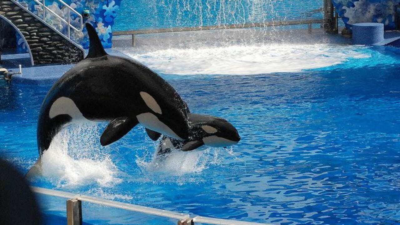 Orcas In Captivity
