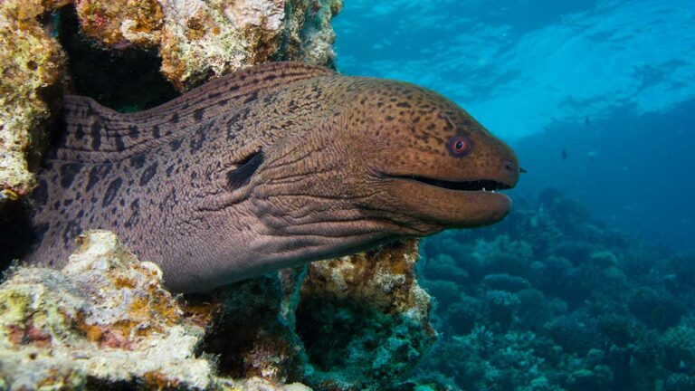 Types of Eels: 10 Coolest Marine Eel Species - Scuba.com