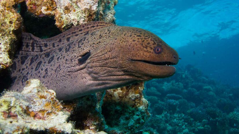 Types of Eels: 10 Coolest Marine Eel Species - Scuba.com