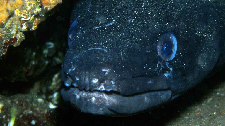 Types of Eels: 10 Coolest Marine Eel Species - Scuba.com
