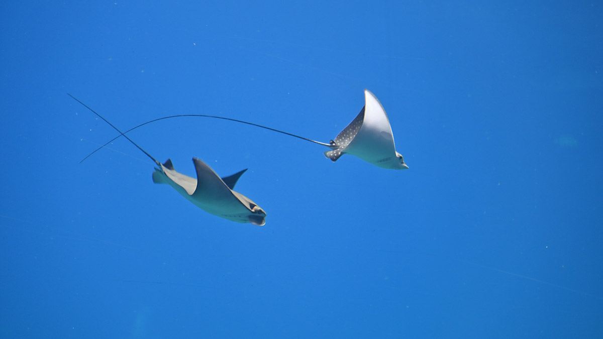 How Electric Fish Produce Their Charge - Scuba.com