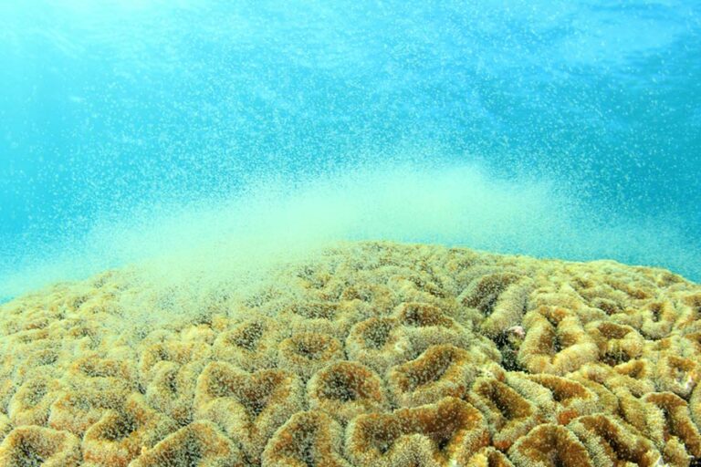Reefmakers: The Life Cycle of Coral