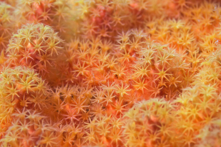 Reefmakers: The Life Cycle of Coral