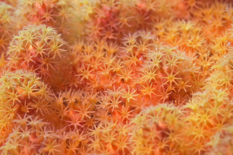 Reefmakers: The Life Cycle of Coral