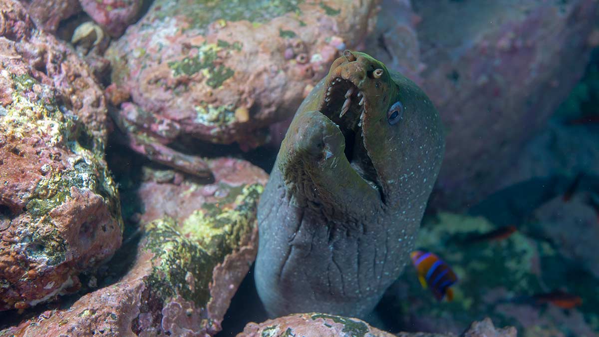 Types of Eels: 10 Coolest Marine Eel Species - Scuba.com