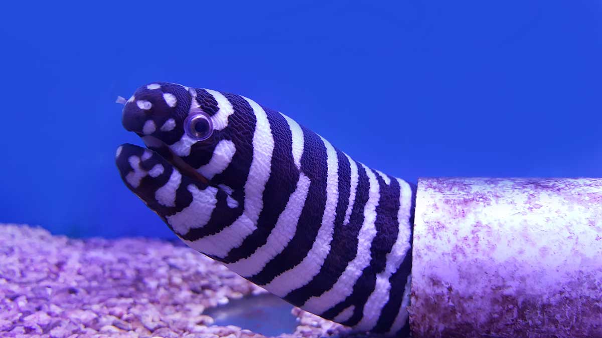 Types of Eels: 10 Coolest Marine Eel Species - Scuba.com