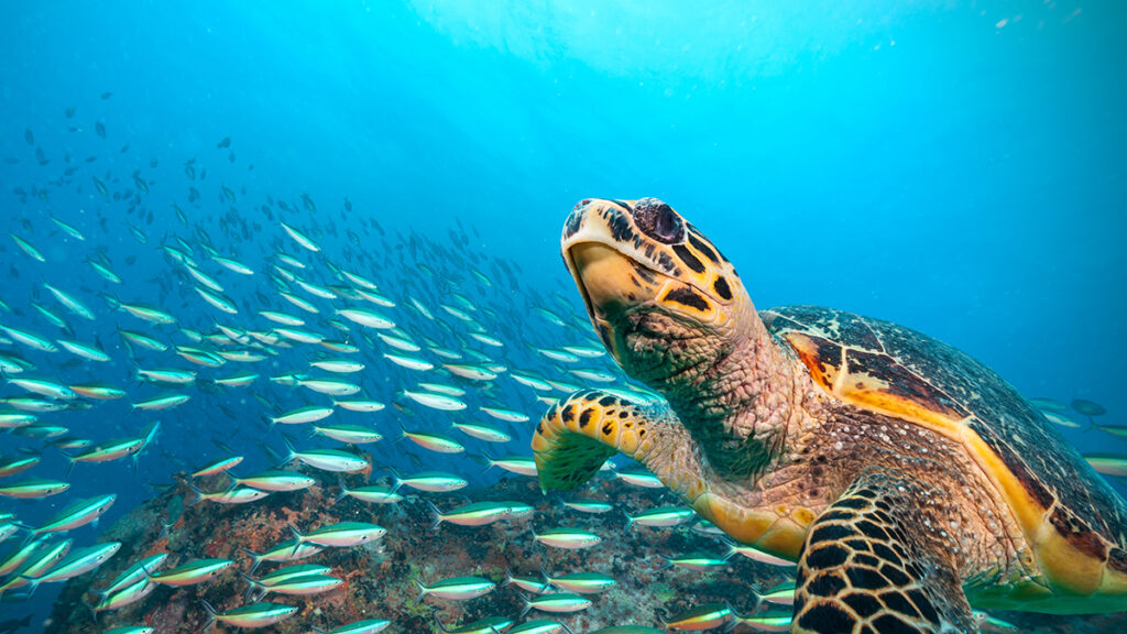 Master Coral Identification: Know the Types of Hard Coral