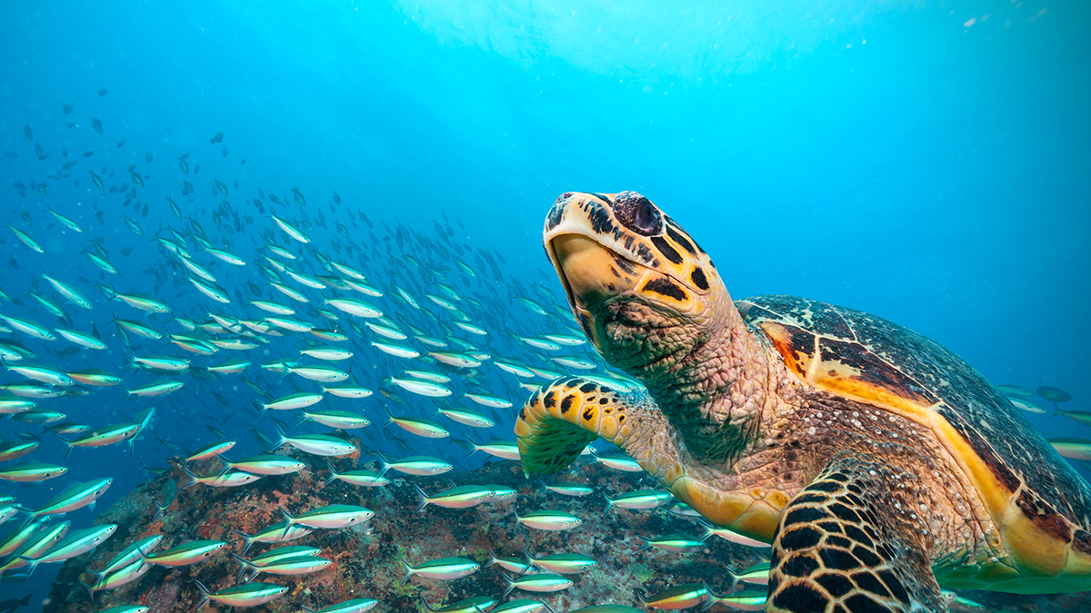 Sea Turtles: Important Links in Ocean Ecology - Scuba.com