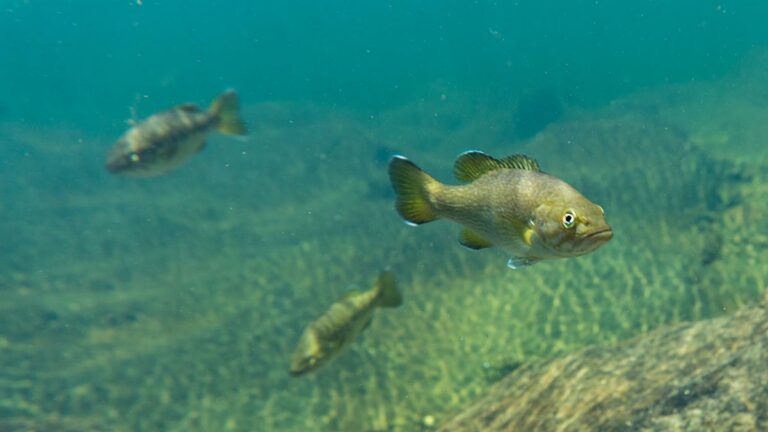 Meet the Real Fish Species from The Little Mermaid! - Scuba.com