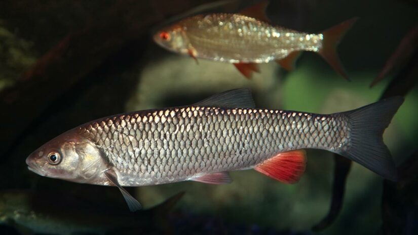 Meet the Real Fish Species from The Little Mermaid! - Scuba.com