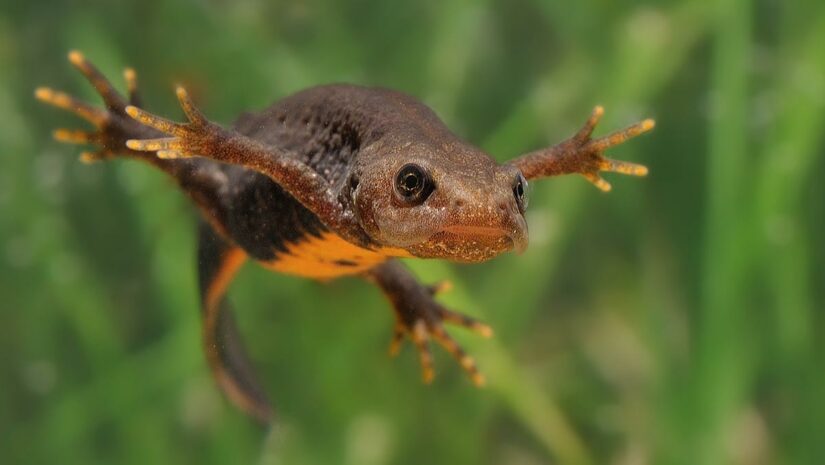 Meet the Real Fish Species from The Little Mermaid! - Scuba.com