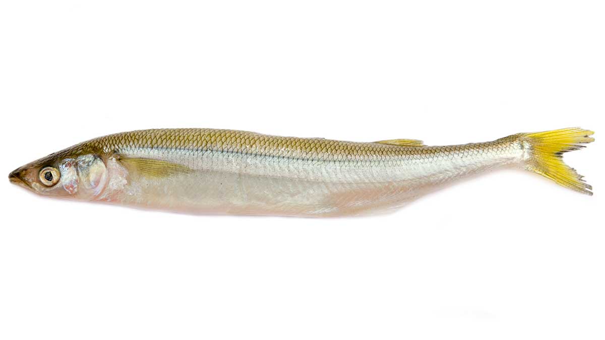 Meet the Real Fish Species from The Little Mermaid! - Scuba.com