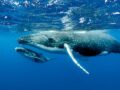 5 of the Ocean's Smallest Whale Species - Scuba.com