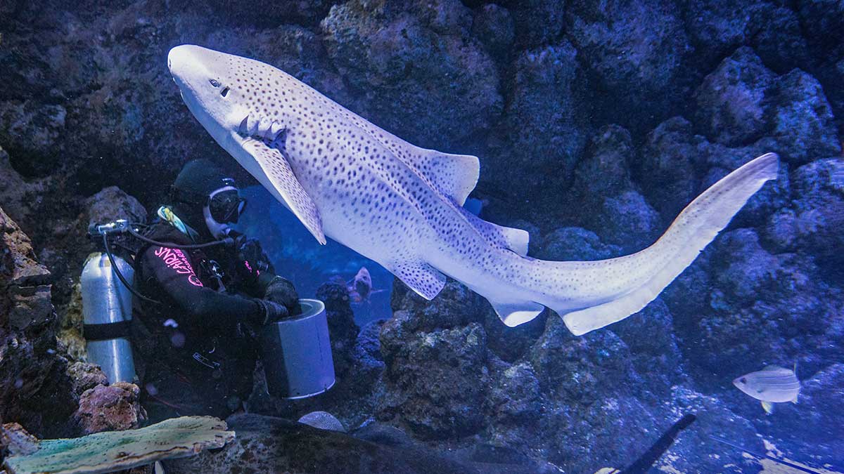 5 Friendly & Least Dangerous Sharks - Scuba.com