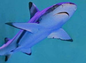 5 Friendly & Least Dangerous Sharks - Scuba.com