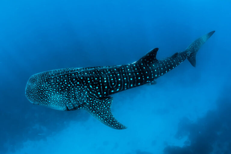5 Friendly & Least Dangerous Sharks - Scuba.com