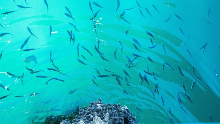 Tiny Fish: Meet the Smallest Fish in the World - Scuba.com