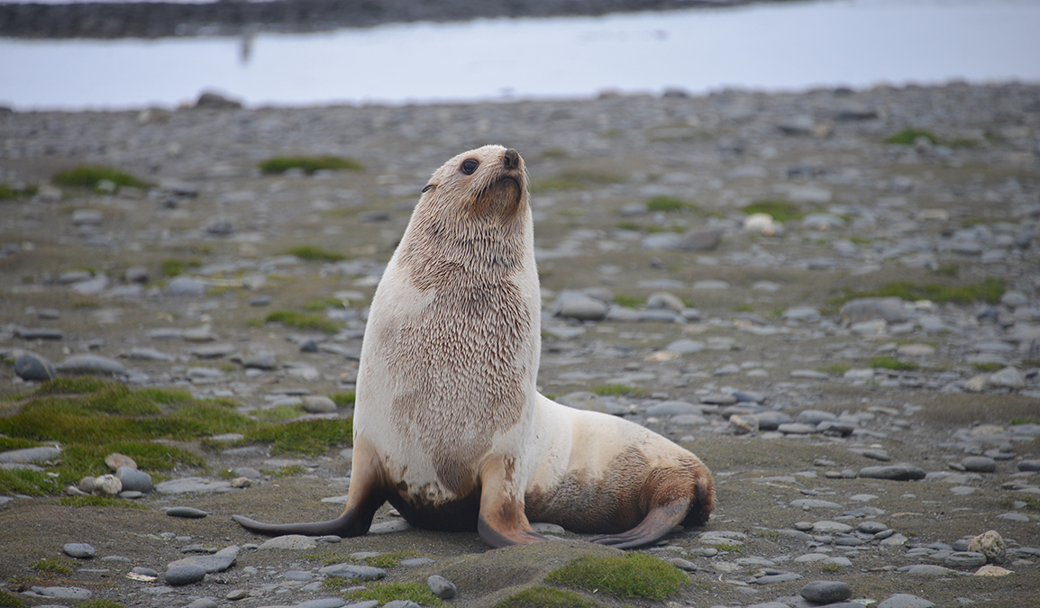 Rare White Sea Lion Spotted in the Atlantic