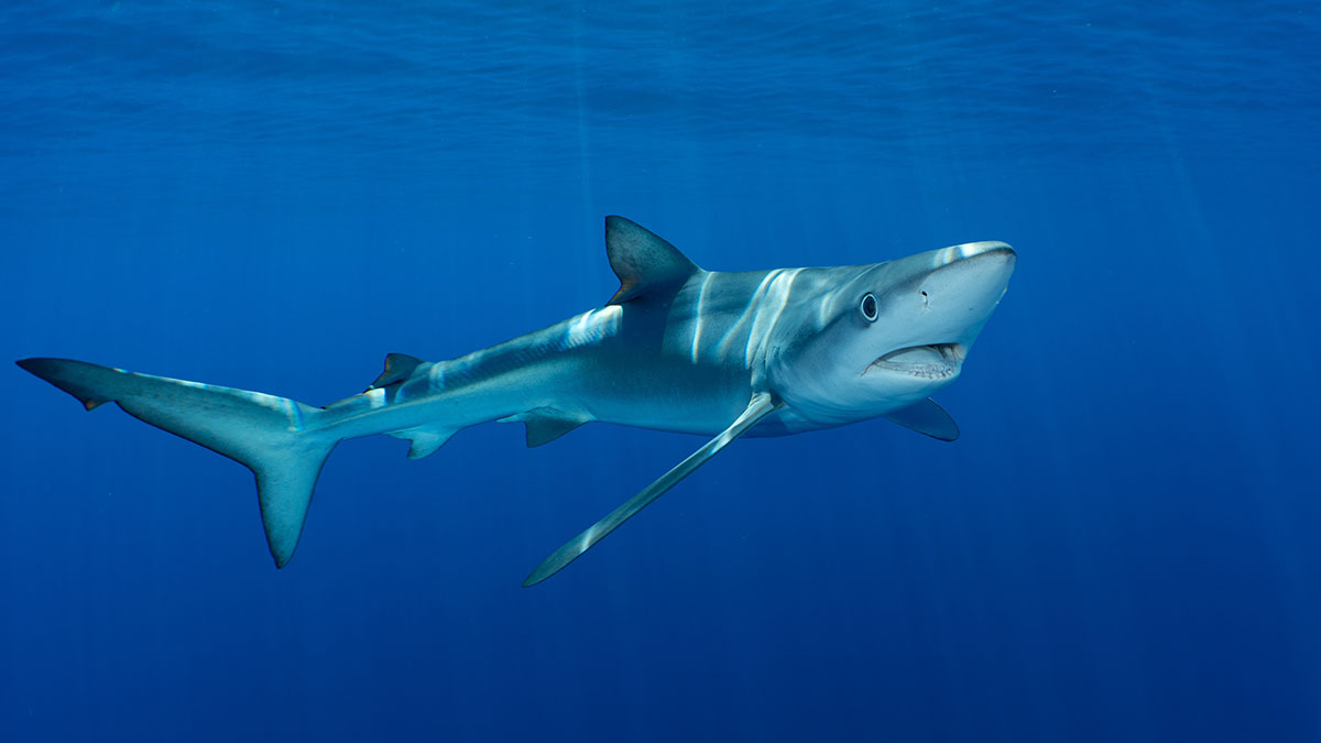 Blue Shark: Facts About the Ocean's True Sapphire - Scuba.com