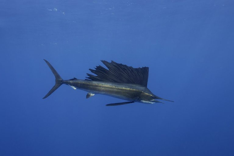 Swordfish vs Marlin vs Sailfish: Identifying Billfishes - Scuba.com