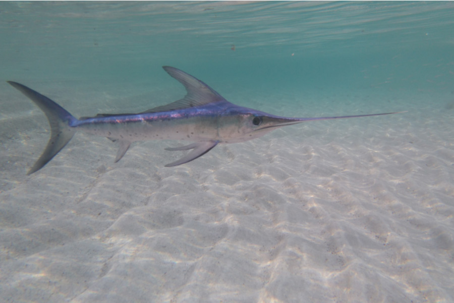 Swordfish vs Marlin vs Sailfish: Identifying Billfishes - Scuba.com