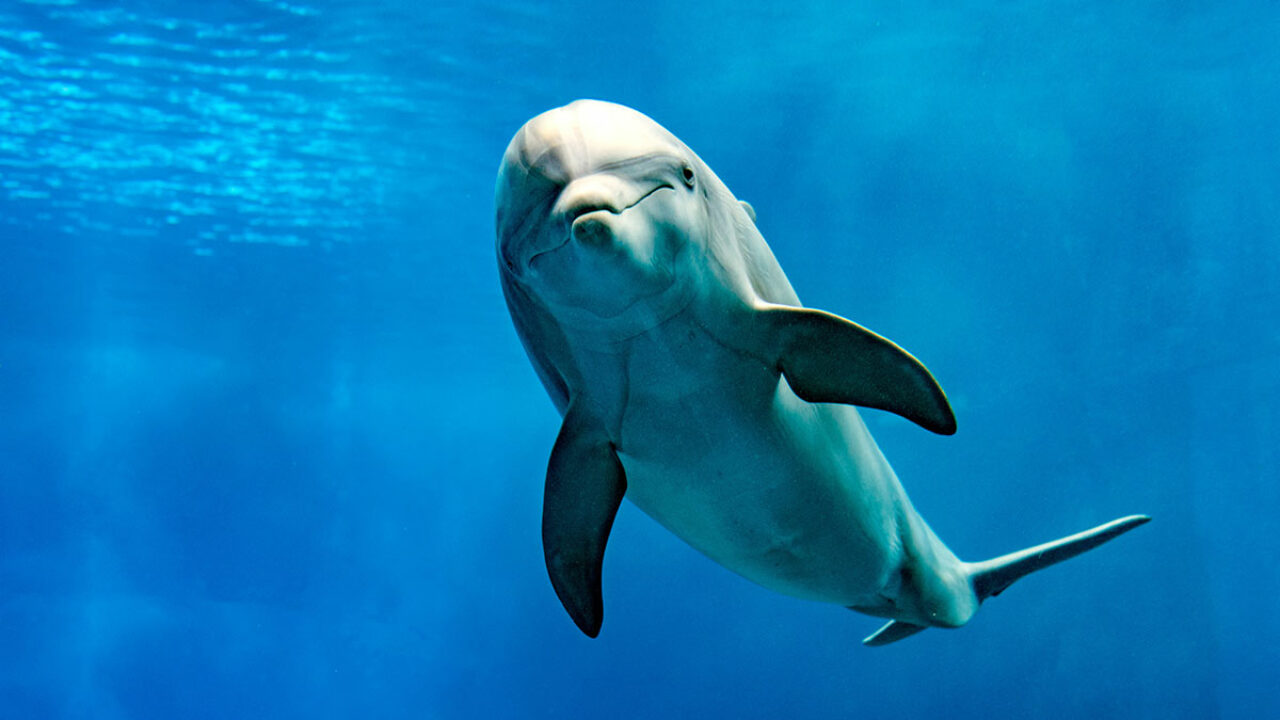 Green Dolphin