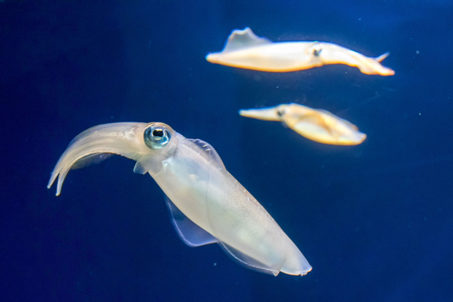 Squid vs Octopus: What's the Difference? - Scuba.com