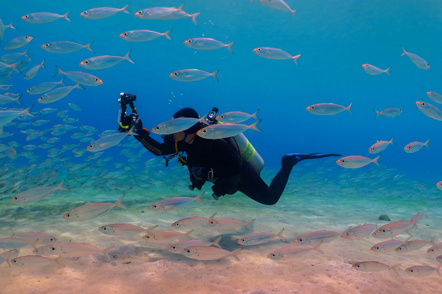Experience the Caribbean by Diving Dominican Republic