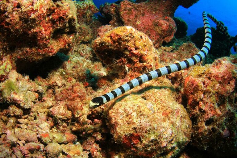 Sea Snake vs Eel: What's the Difference? - Scuba.com