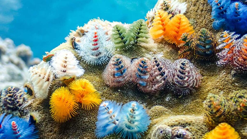 Christmas Tree Worm: Nature's Holiday Decorations - Scuba.com