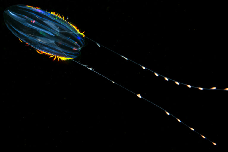 5 Harmless Species of Jellyfish - Scuba.com