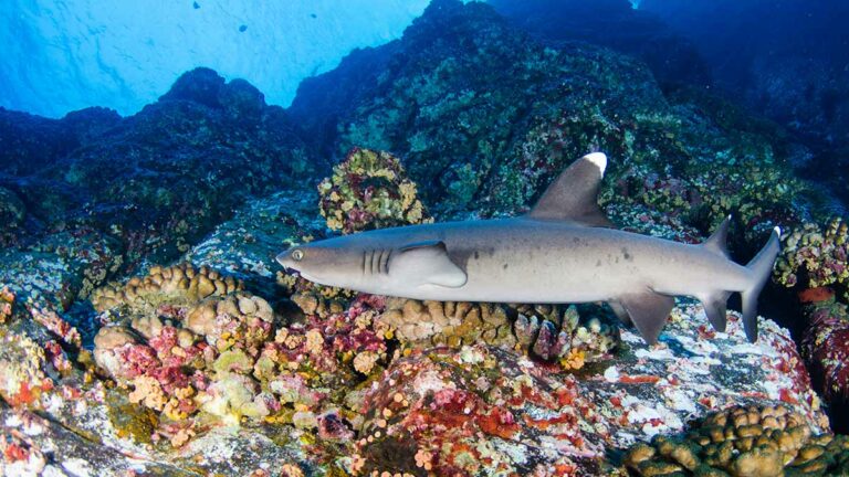 The Reef Shark: Exploring the Mysterious Species - Scuba.com