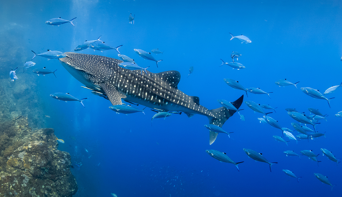 5 Types of Docile Sharks - DeepDive