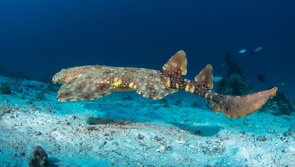 5 Types of Docile Sharks - DeepDive