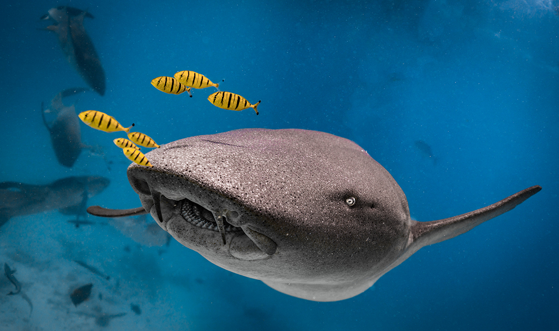 5 Types of Docile Sharks - DeepDive