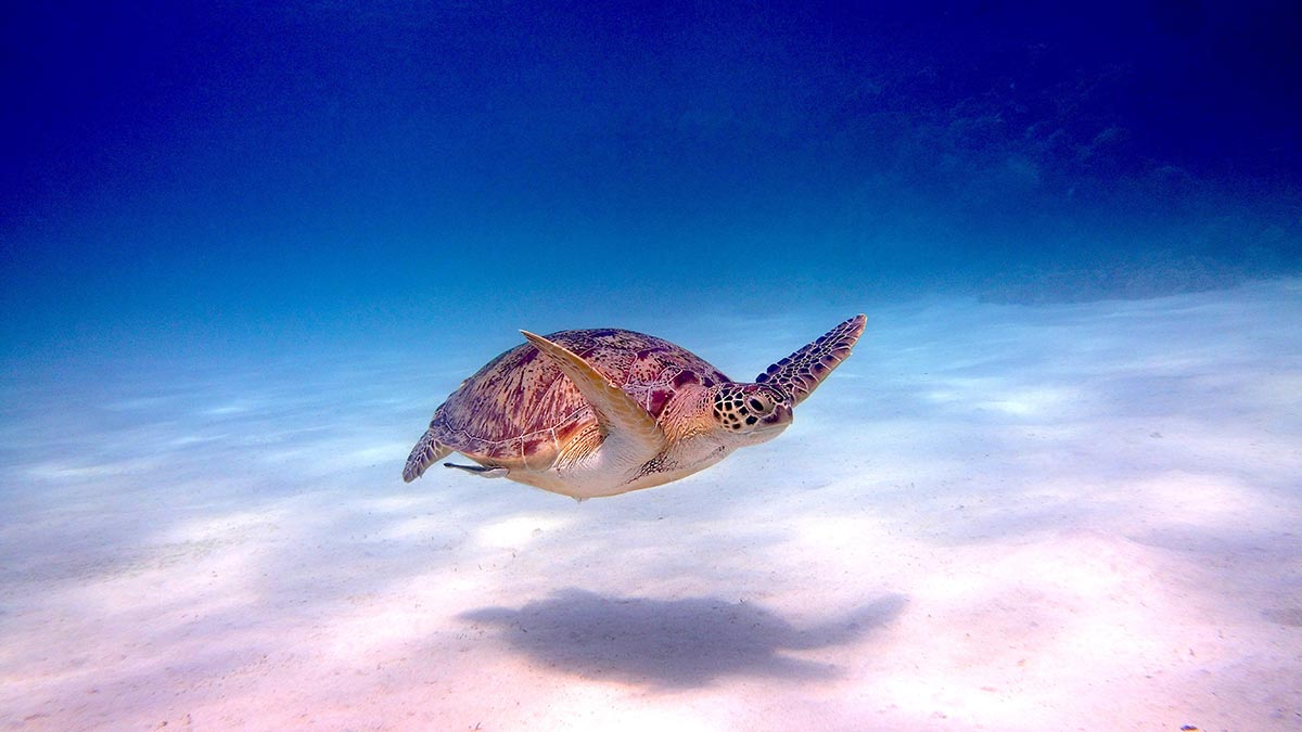 5 Threats to Sea Turtle Survival - DeepDive