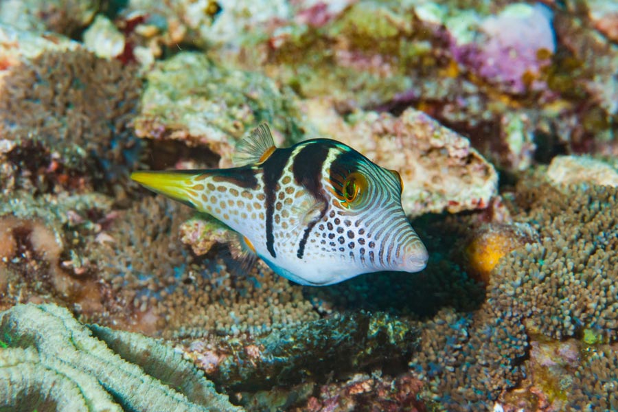 Pufferfish: Meet the Tetraodontidae Wonder - Scuba.com