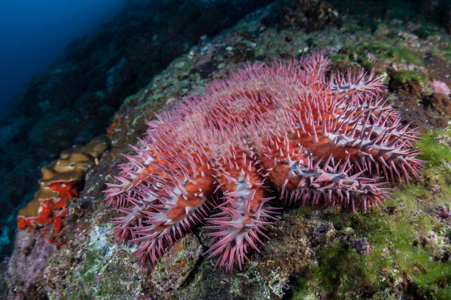 5 Fascinating Species of Starfish - Scuba.com