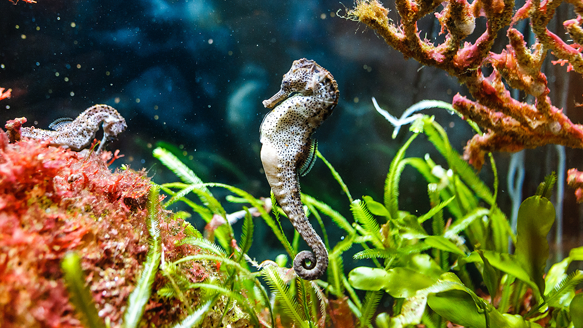 5 Marine Life Species with Weird Mating Rituals - DeepDive